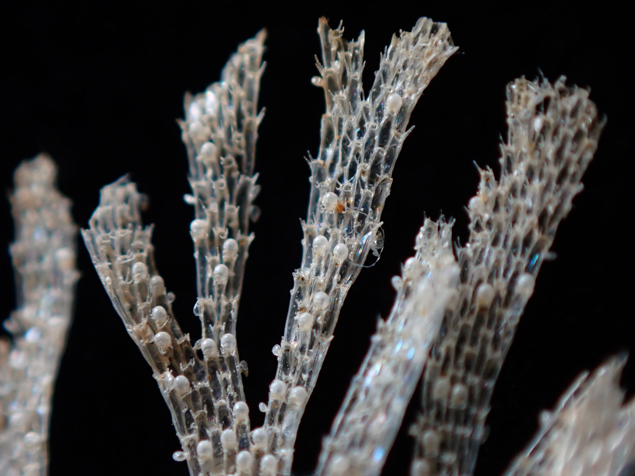 Bugulina flabellata (Thompson, 1848)