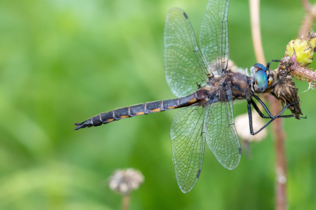Common Baskettail from North Central, Carrollton, TX, USA on April 28 ...