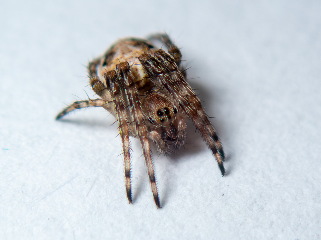 Eastern Bush Orbweaver in April 2023 by Geoffrey Cox · iNaturalist