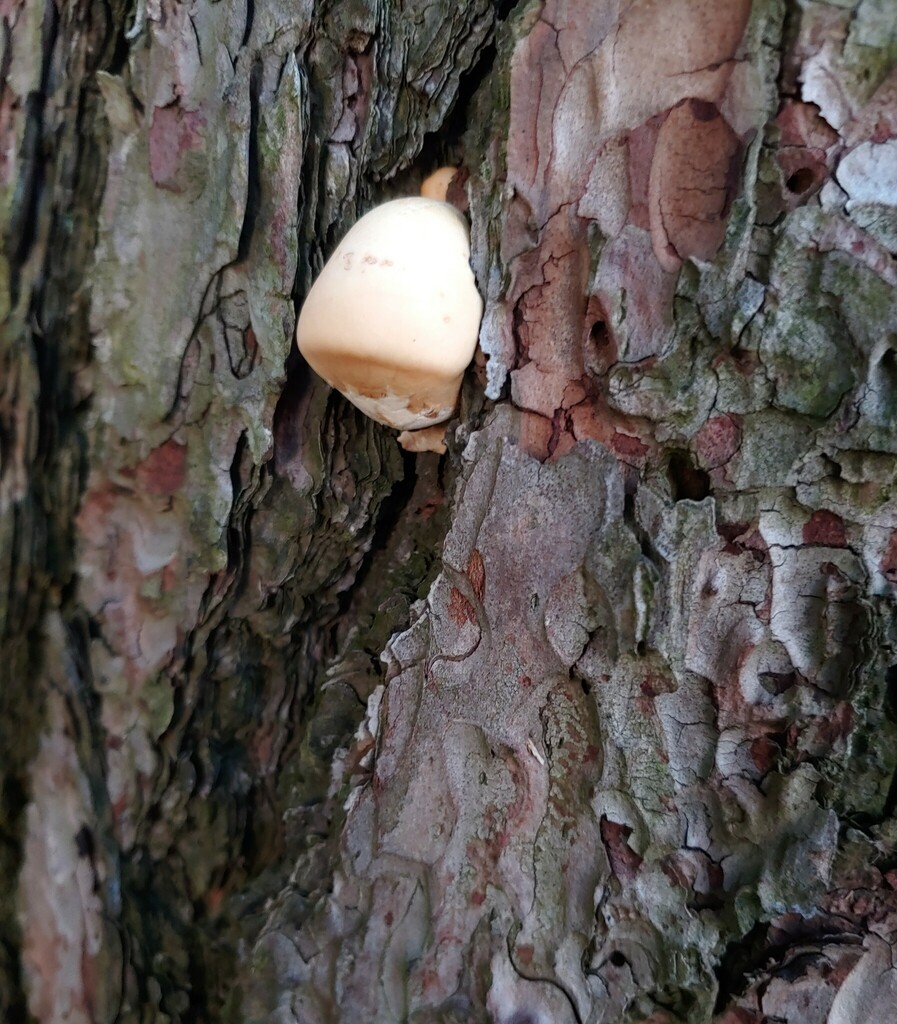 Veiled Polypore from Cambria County, PA, USA on April 22, 2023 at 07:59 ...