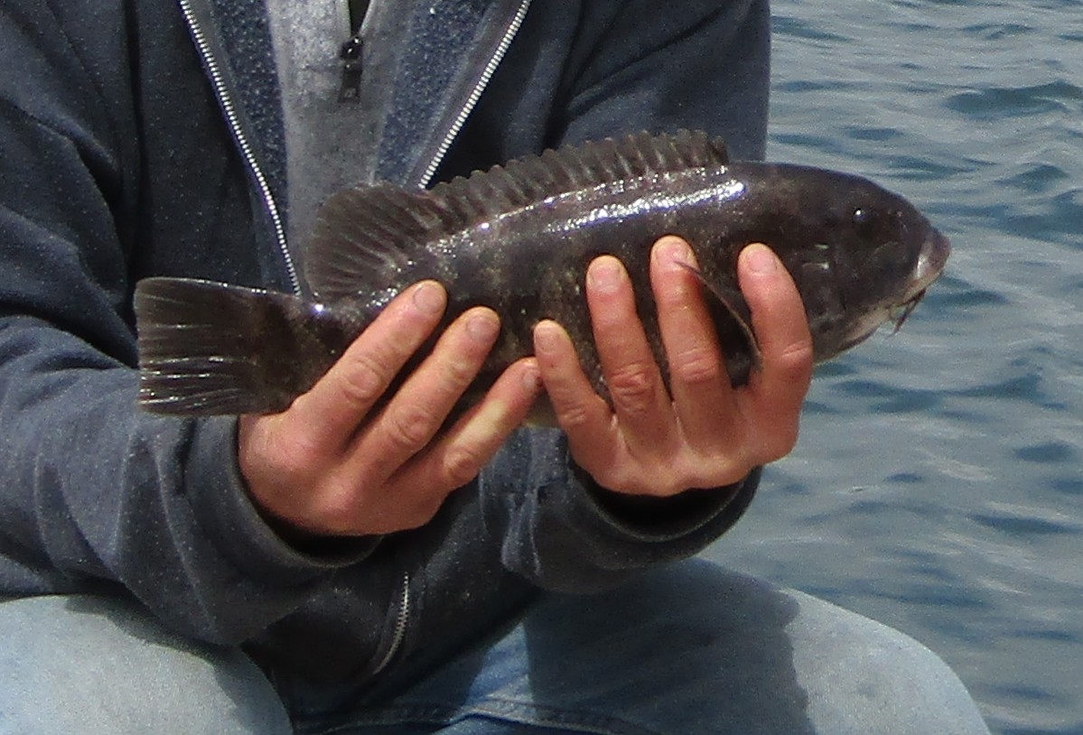 Tautoga onitis (Linnaeus, 1758)