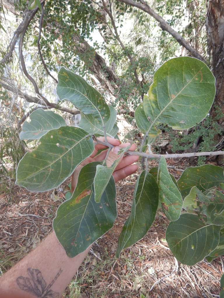 Cluster-leafs from Northhead QLD 4871, Australia on April 25, 2023 at ...