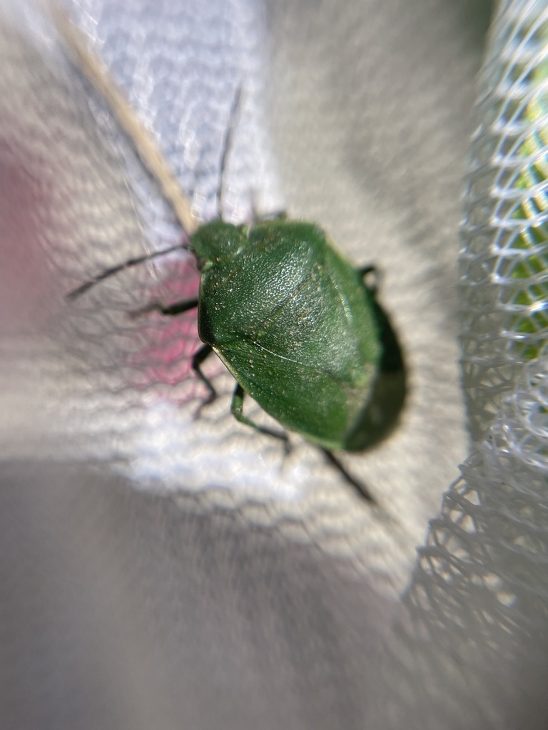 Green Stink Bug from Jackson, WY, US on April 28, 2023 at 01:57 PM by ...