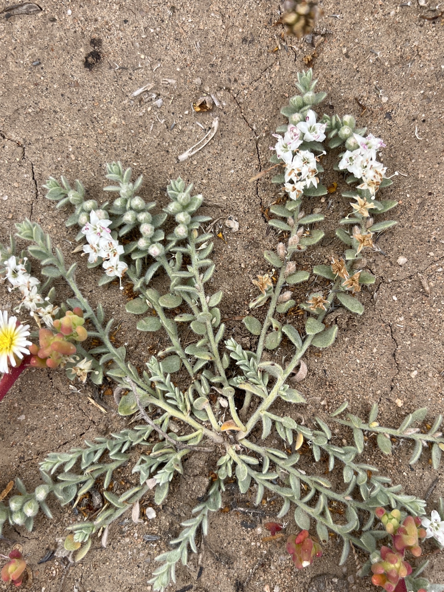 Cressa truxillensis Kunth