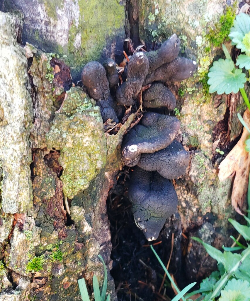 dead man's fingers from Cambria County, PA, USA on April 22, 2023 at 07 ...