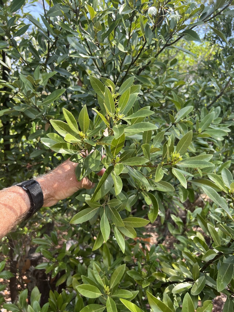 wax myrtle from Jupiter, FL, US on April 28, 2023 at 11:42 AM by James ...