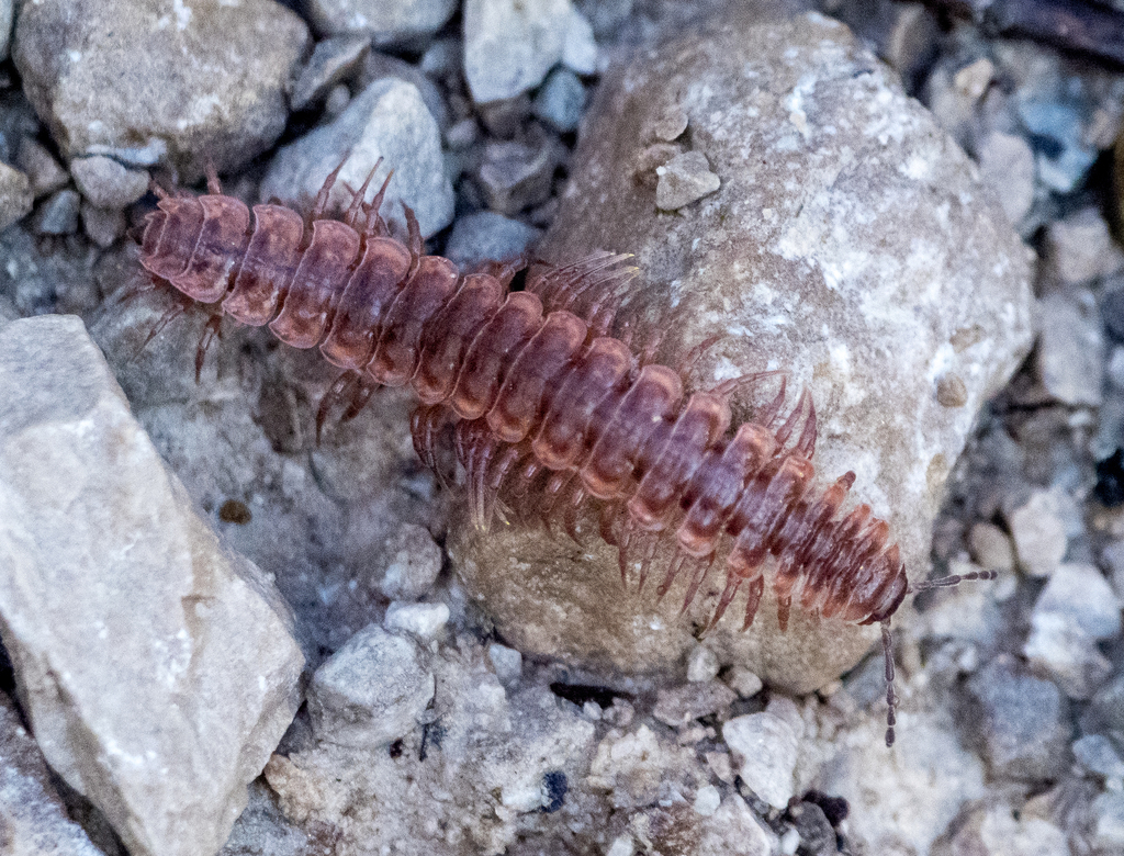 Common Pink Flat-back Millipede from Coshocton County, OH, USA on April ...