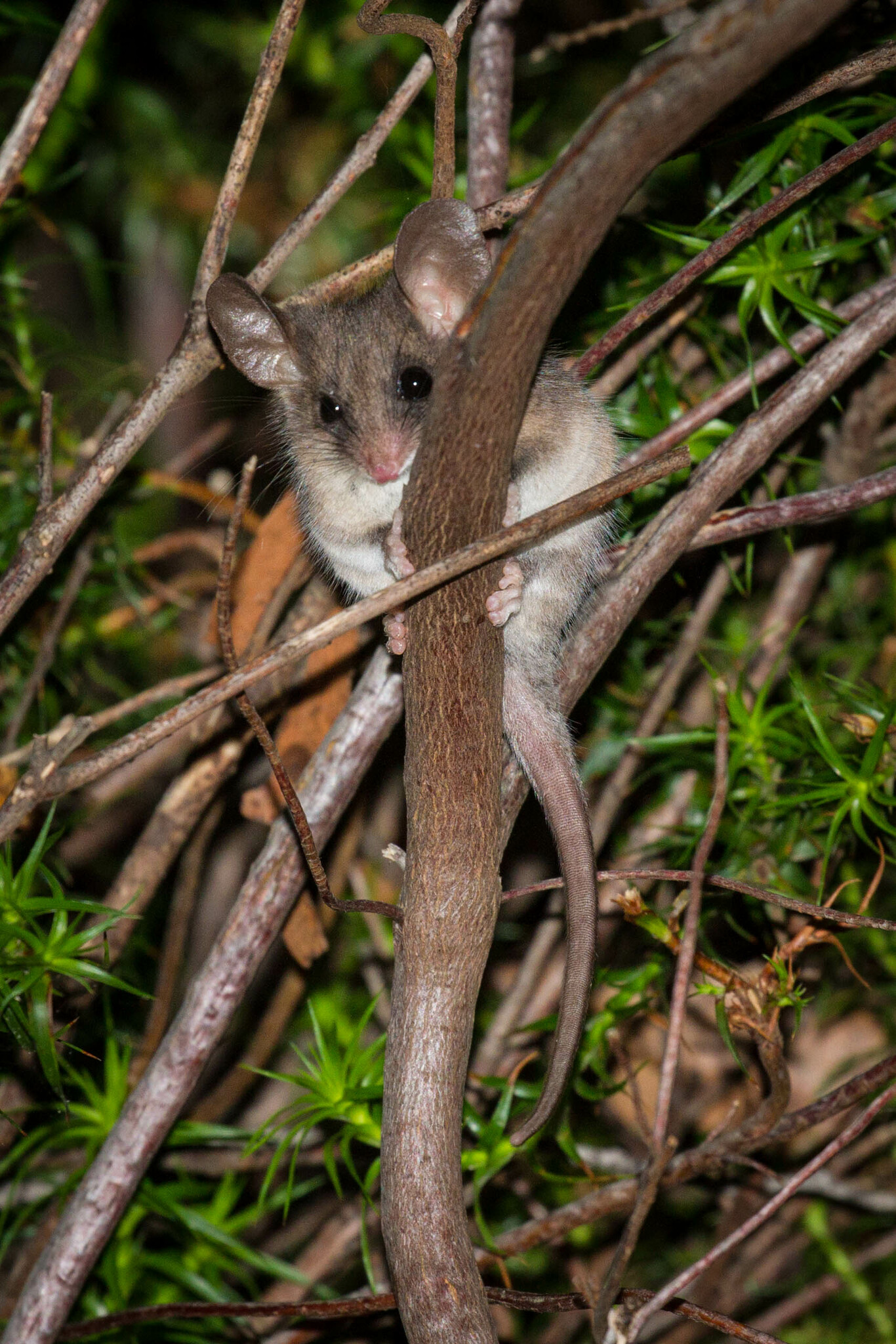 Cercartetus lepidus (Thomas, 1888)