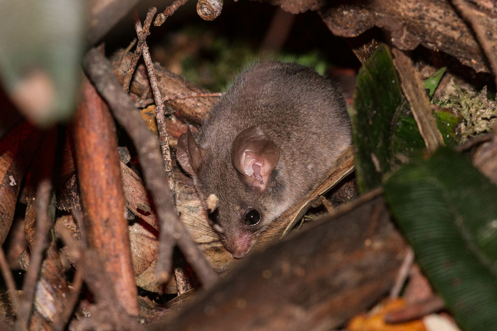 Cercartetus lepidus (Thomas, 1888)