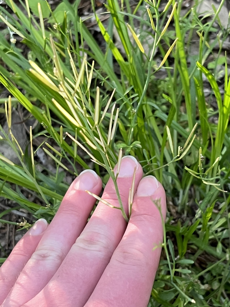 Bittercresses and Toothworts from SSR-DD, Wentzville, MO, US on April ...