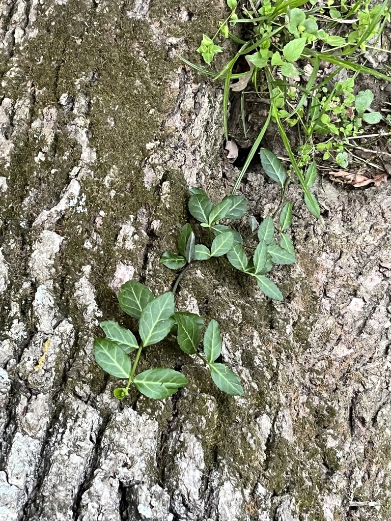 fortune's spindle from SSR-DD, Wentzville, MO, US on April 28, 2023 at ...