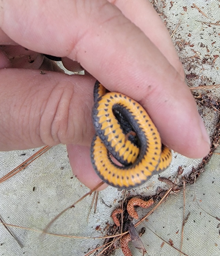 Gimkit - live learning game show