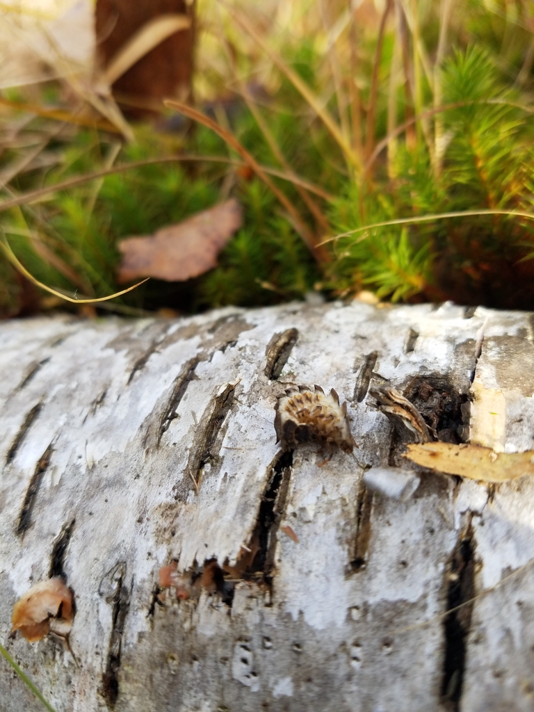 Fireflies from Lake County, US-MN, US on October 25, 2018 at 10:23 AM ...