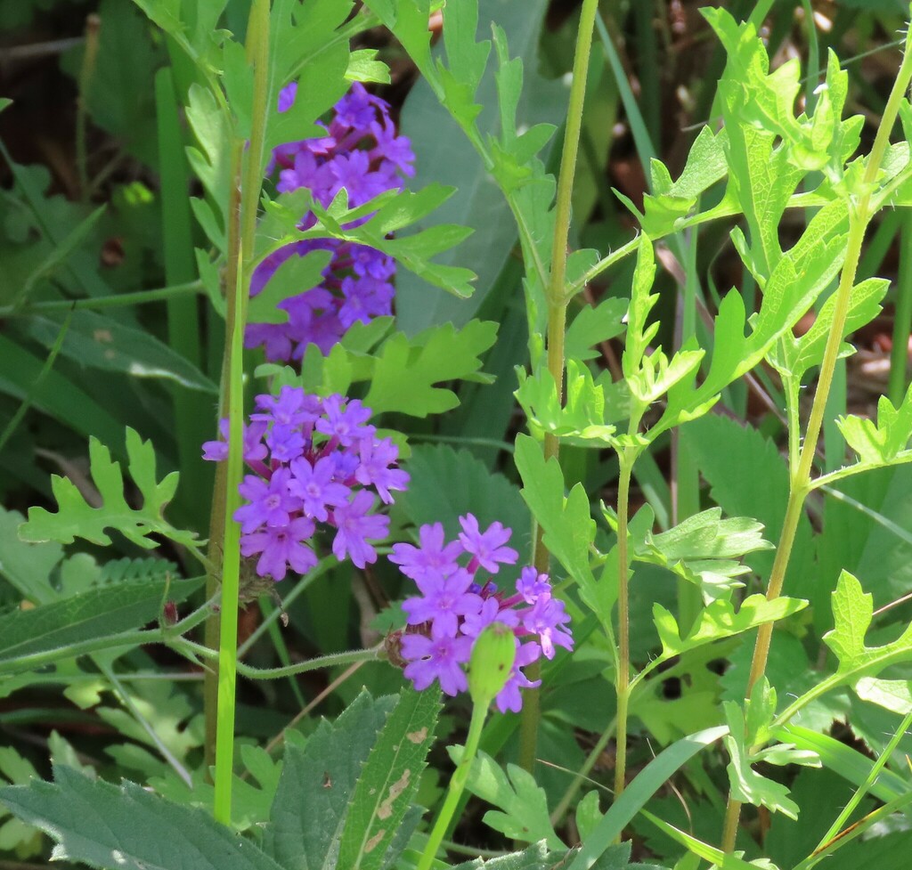 Slender Vervain from Kemah, TX, USA on April 28, 2023 at 10:33 AM by ...