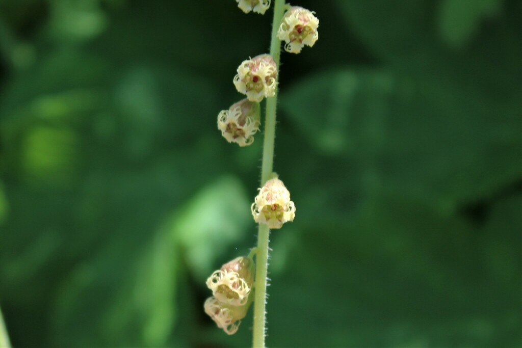 fringe cups from Marin County, CA, USA on April 24, 2023 at 12:02 PM by ...