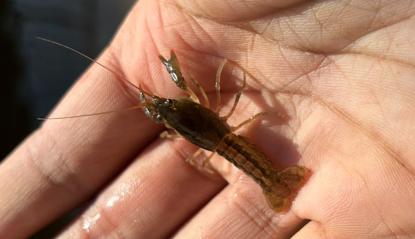 Variable Crayfish from Wake County, NC, USA on April 28, 2023 at 08:28 ...