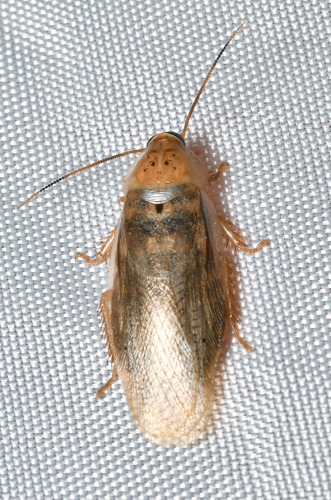 Panchlora montezuma · iNaturalist United Kingdom