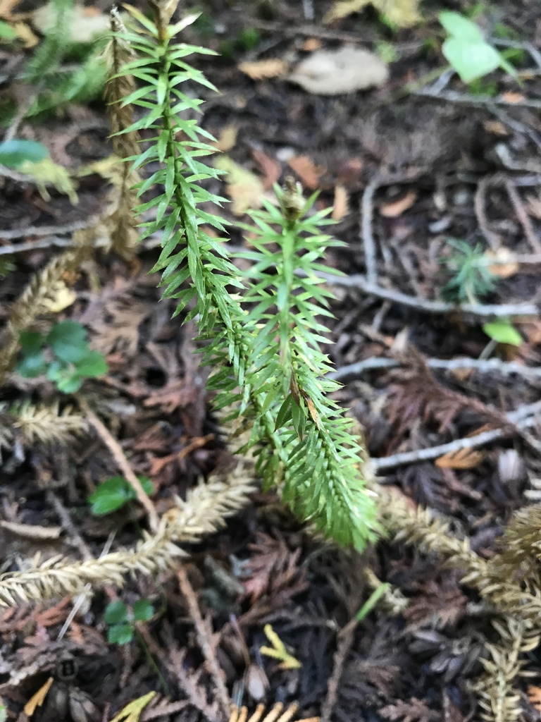 shining firmoss from Superior National Forest, Lutsen, MN, US on ...