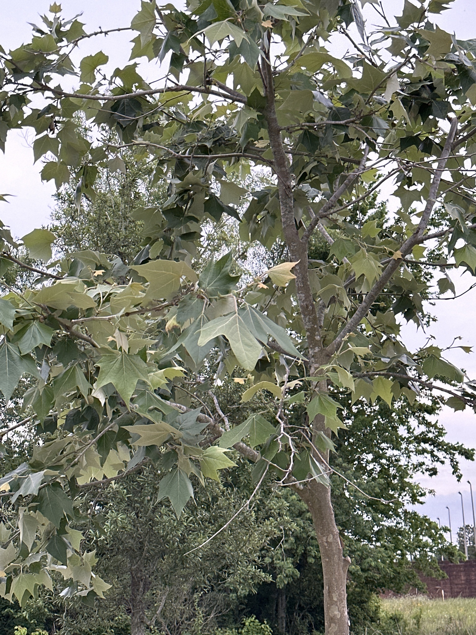 Platanus mexicana Moric.