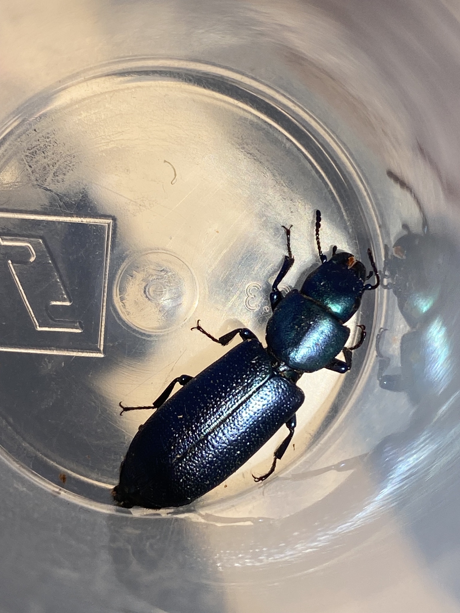 Temnoscheila Westwood, 1830