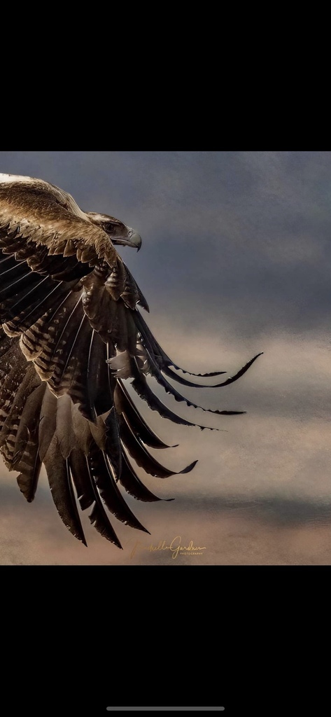 Hawks, Eagles, and Kites from Eagleby, QLD, AU by Robert Livingstone ...