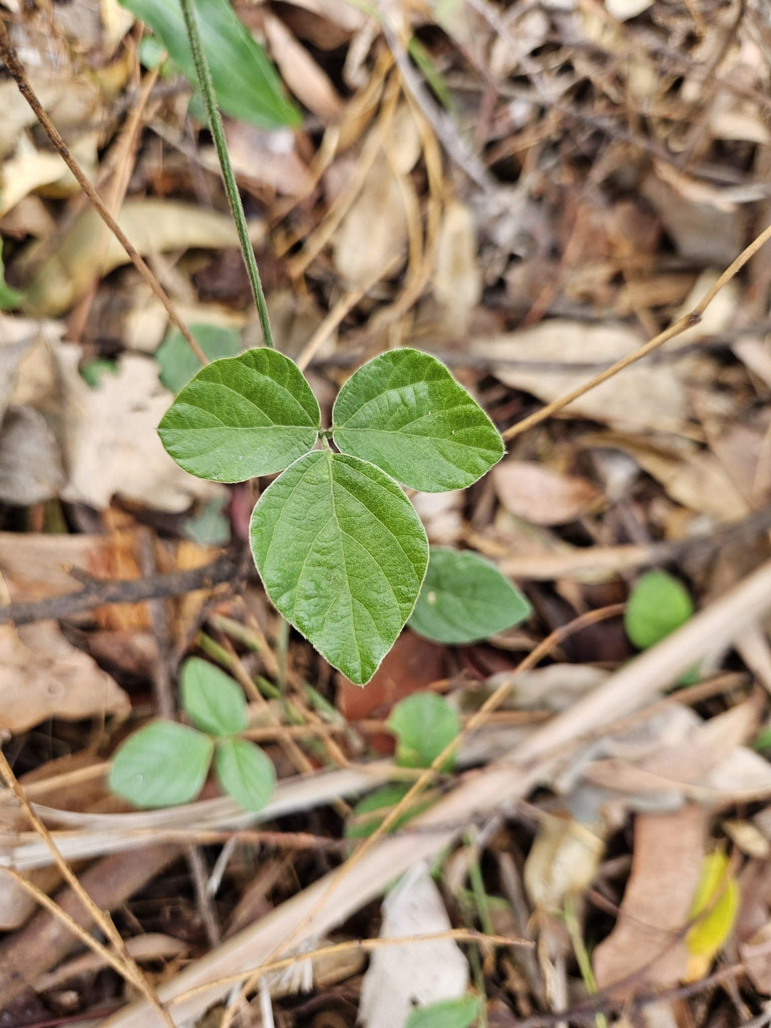 Neonotonia J.A.Lackey
