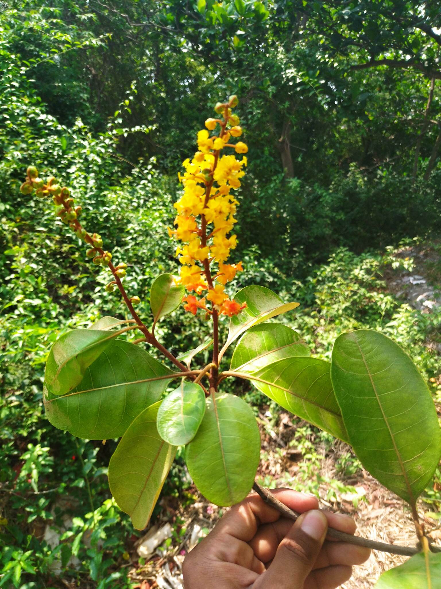 Byrsonima crassifolia (L.) Kunth