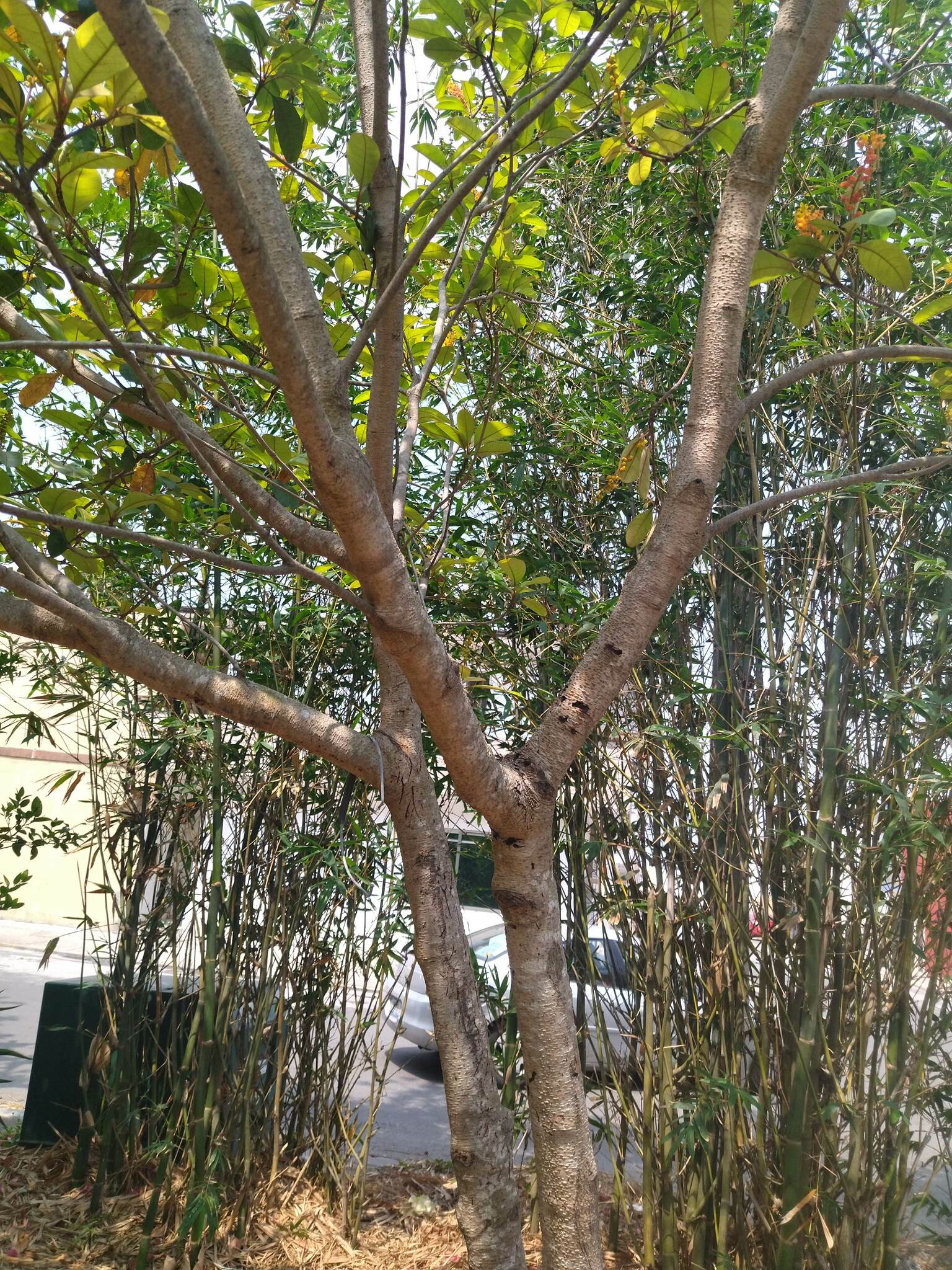 Byrsonima crassifolia (L.) Kunth