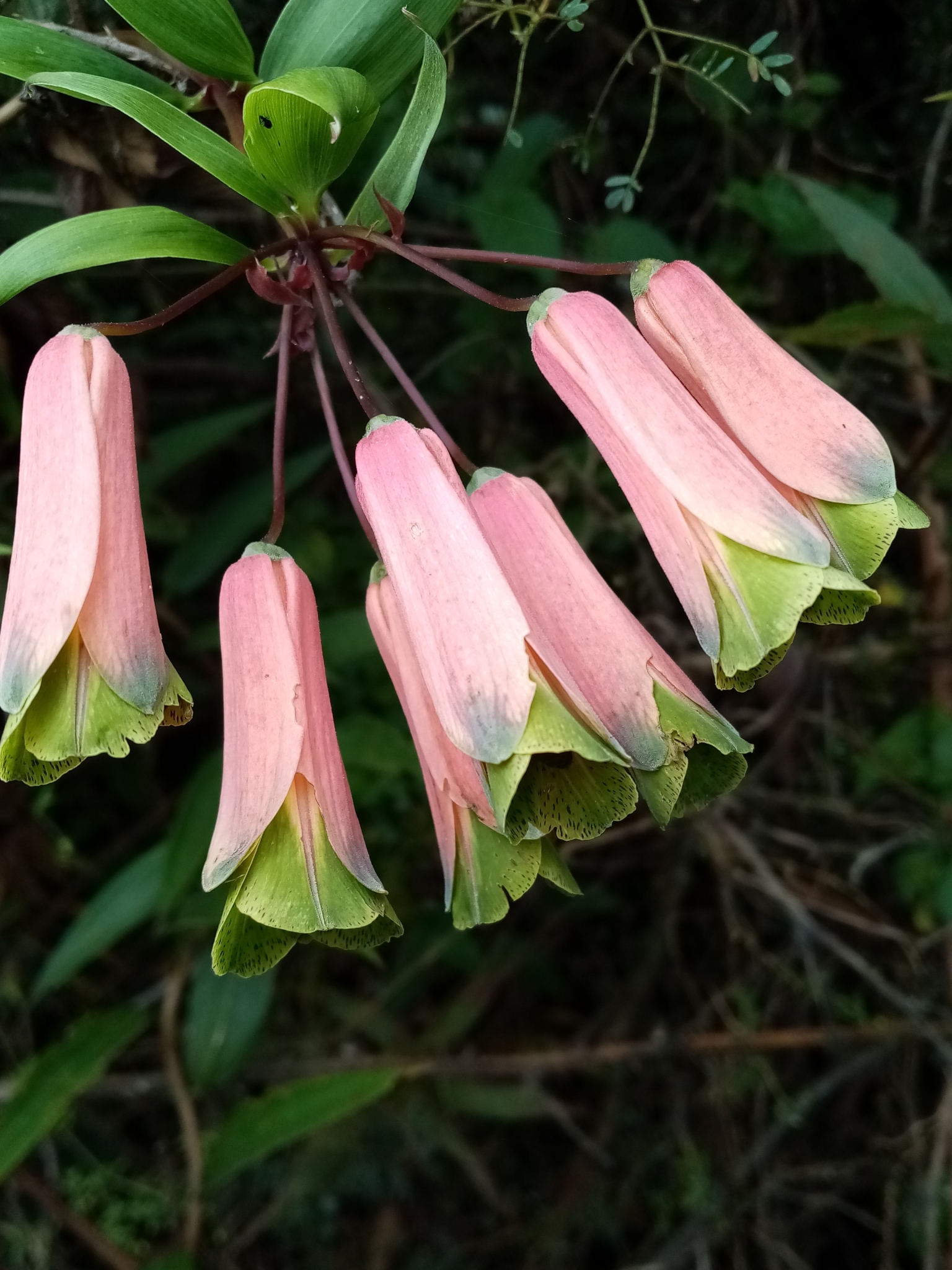 Bomarea edulis (Tussac) Herb.