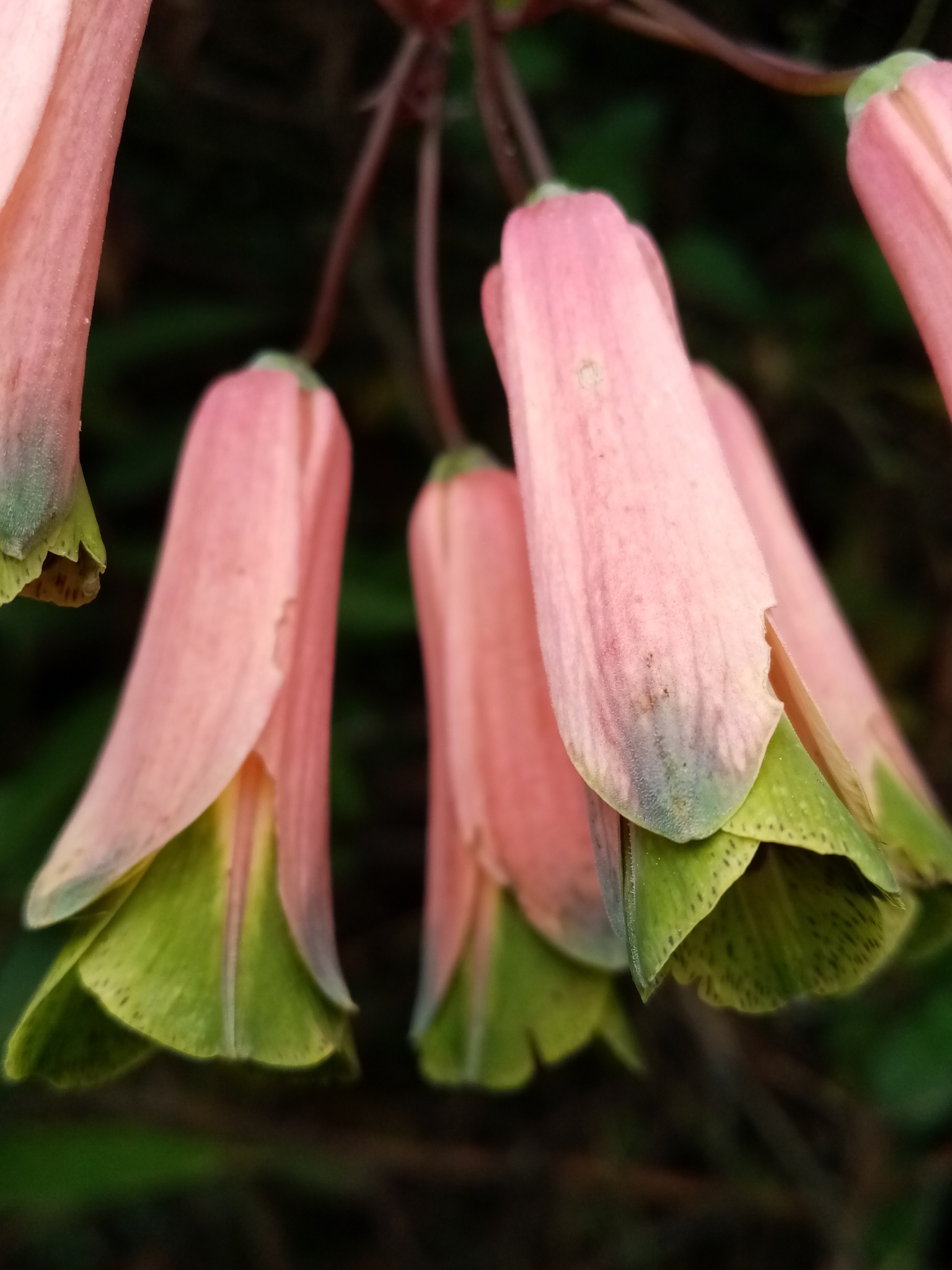 Bomarea edulis (Tussac) Herb.
