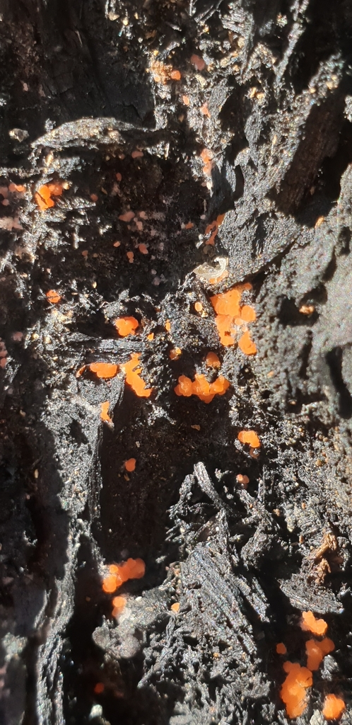 Pyronema from Gembrook VIC 3783, Australia on April 25, 2023 at 01:40 ...