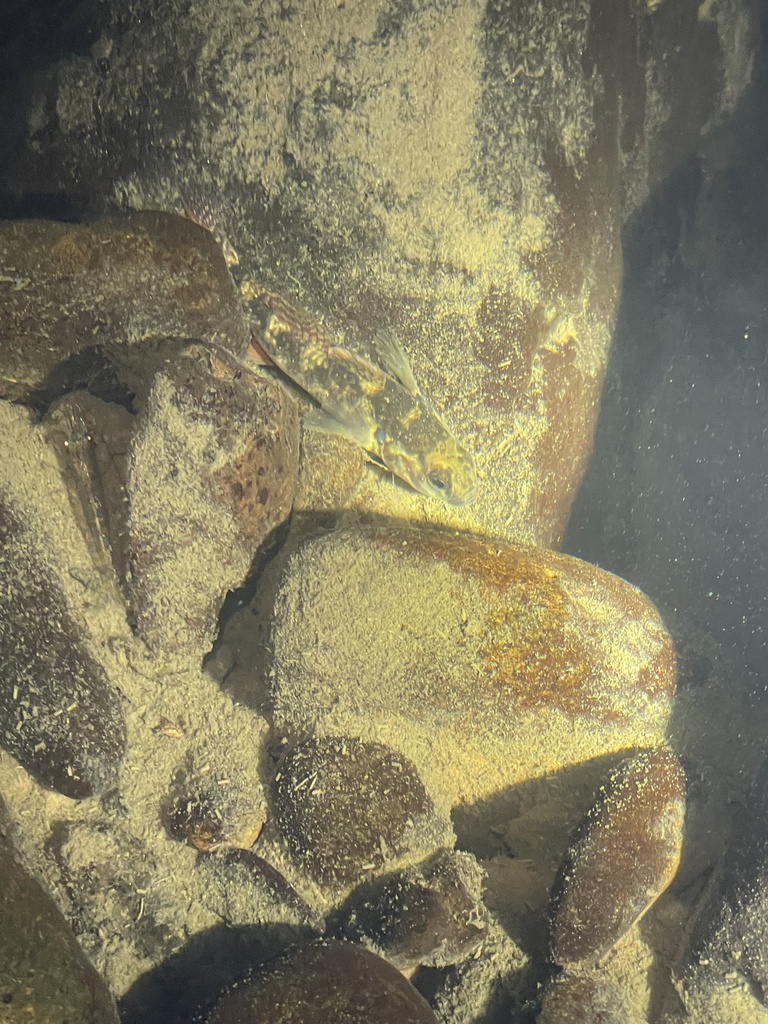 Redfin Bully in April 2023 by Taylor Davies-Colley · iNaturalist