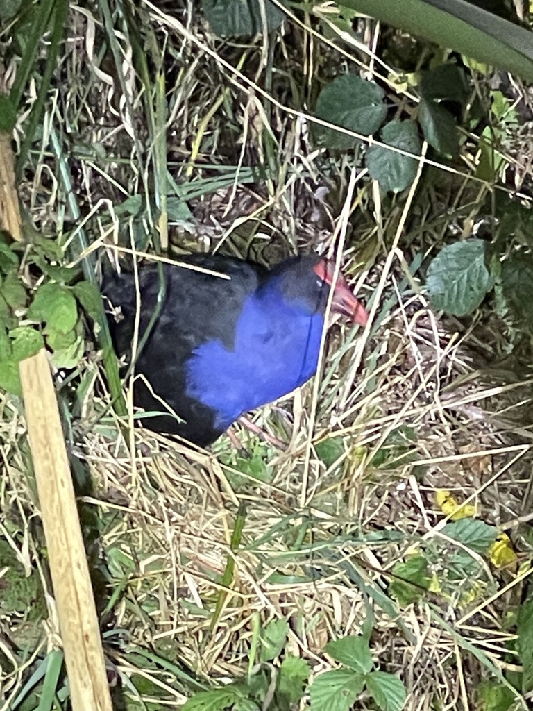 Australasian Swamphen from Te Waipounamu/South Island, Waitati, Otago ...