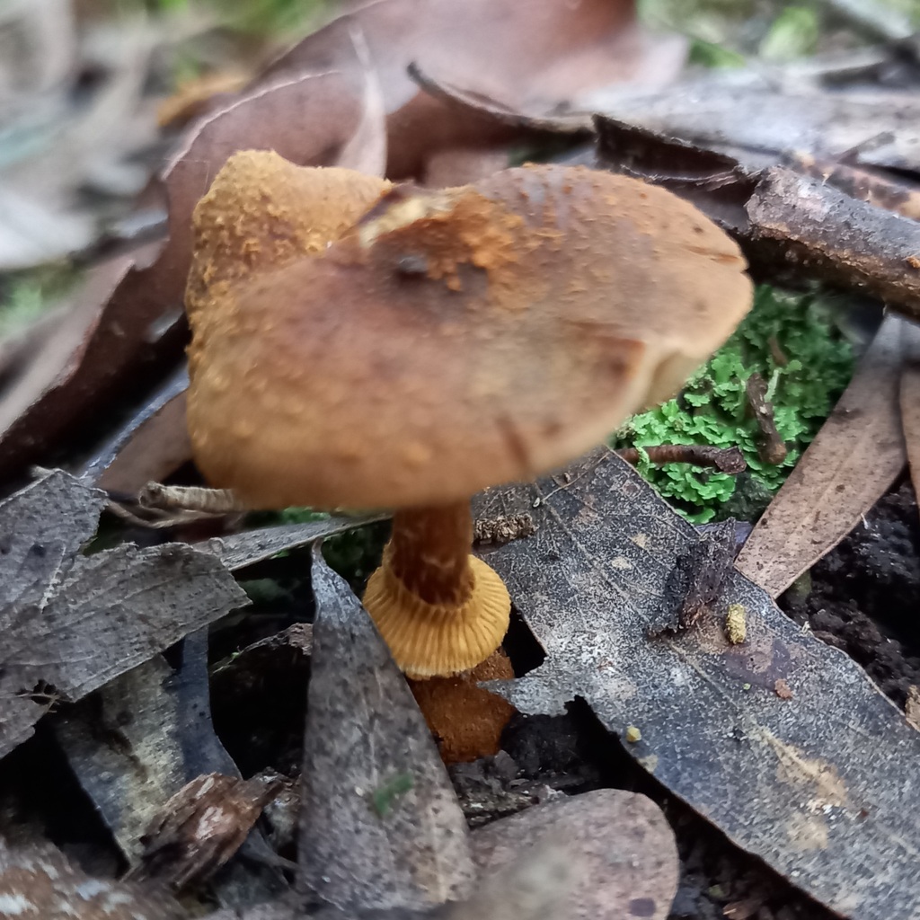 Descolea recedens from Foster VIC 3960, Australia on April 23, 2023 at ...