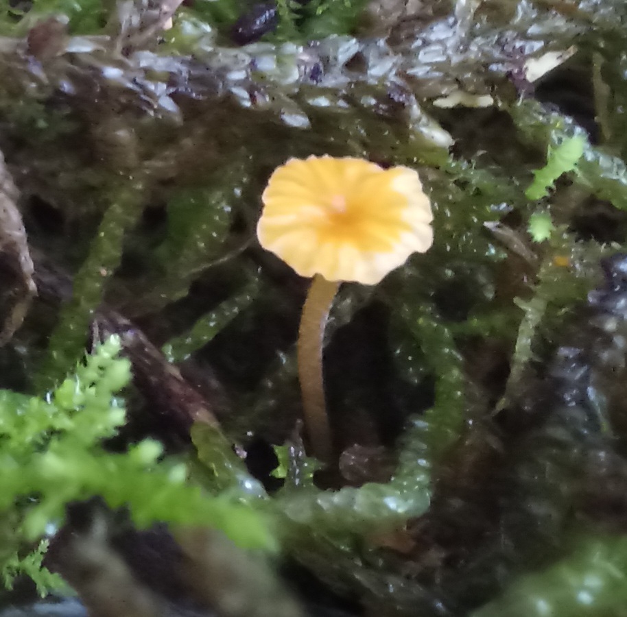 Orange Moss Agaric from Foster VIC 3960, Australia on April 23, 2023 at ...