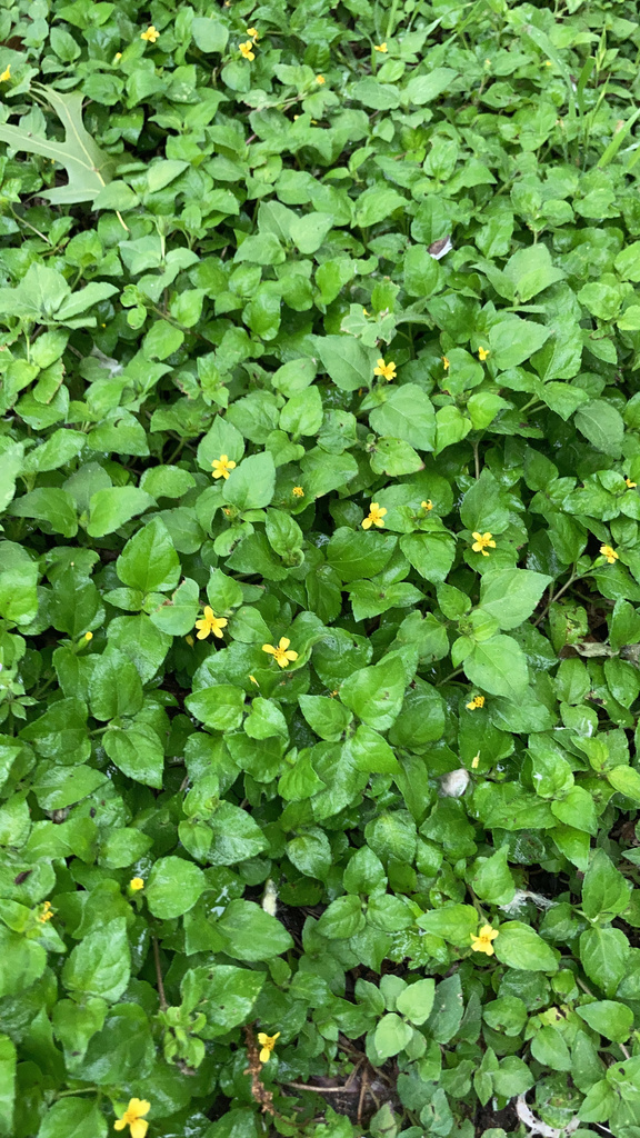 straggler daisy from E Pleasant Run Rd, DeSoto, TX, US on April 28 ...