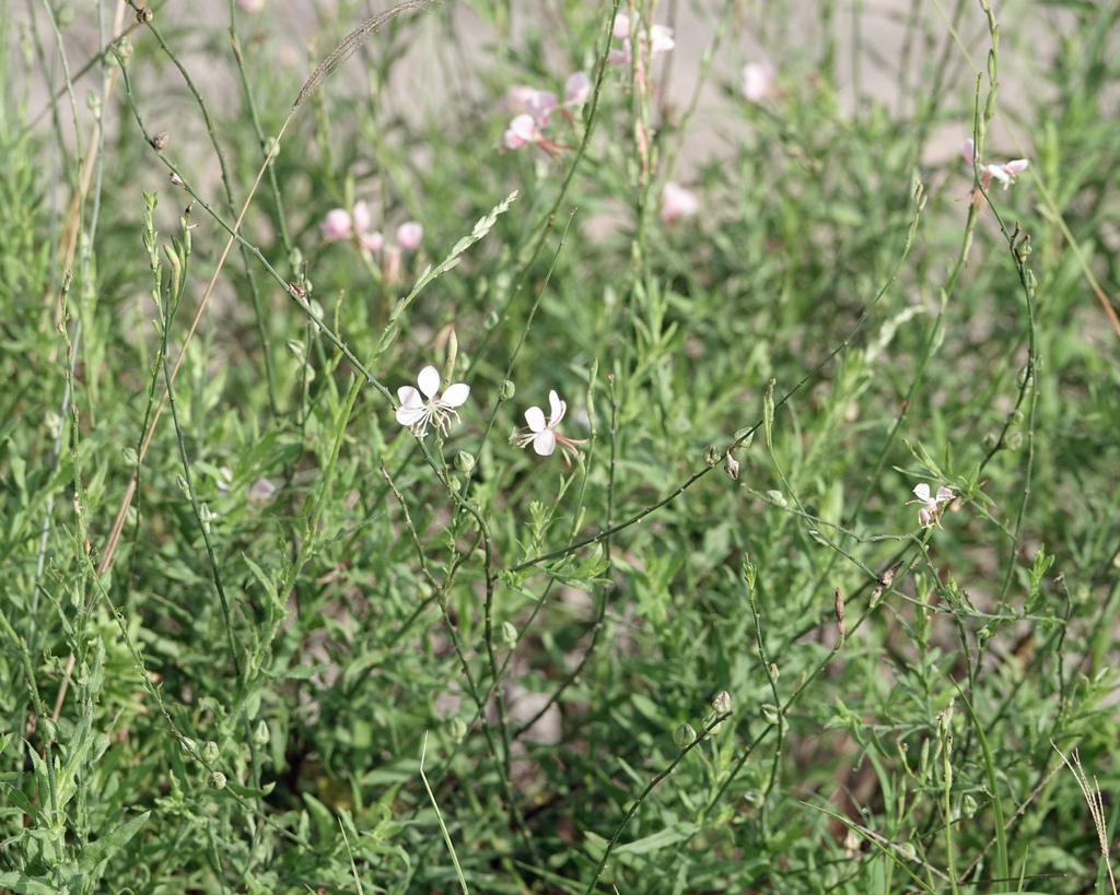 roadside gaura from Harlingen, TX, USA on April 28, 2023 at 08:42 AM by ...