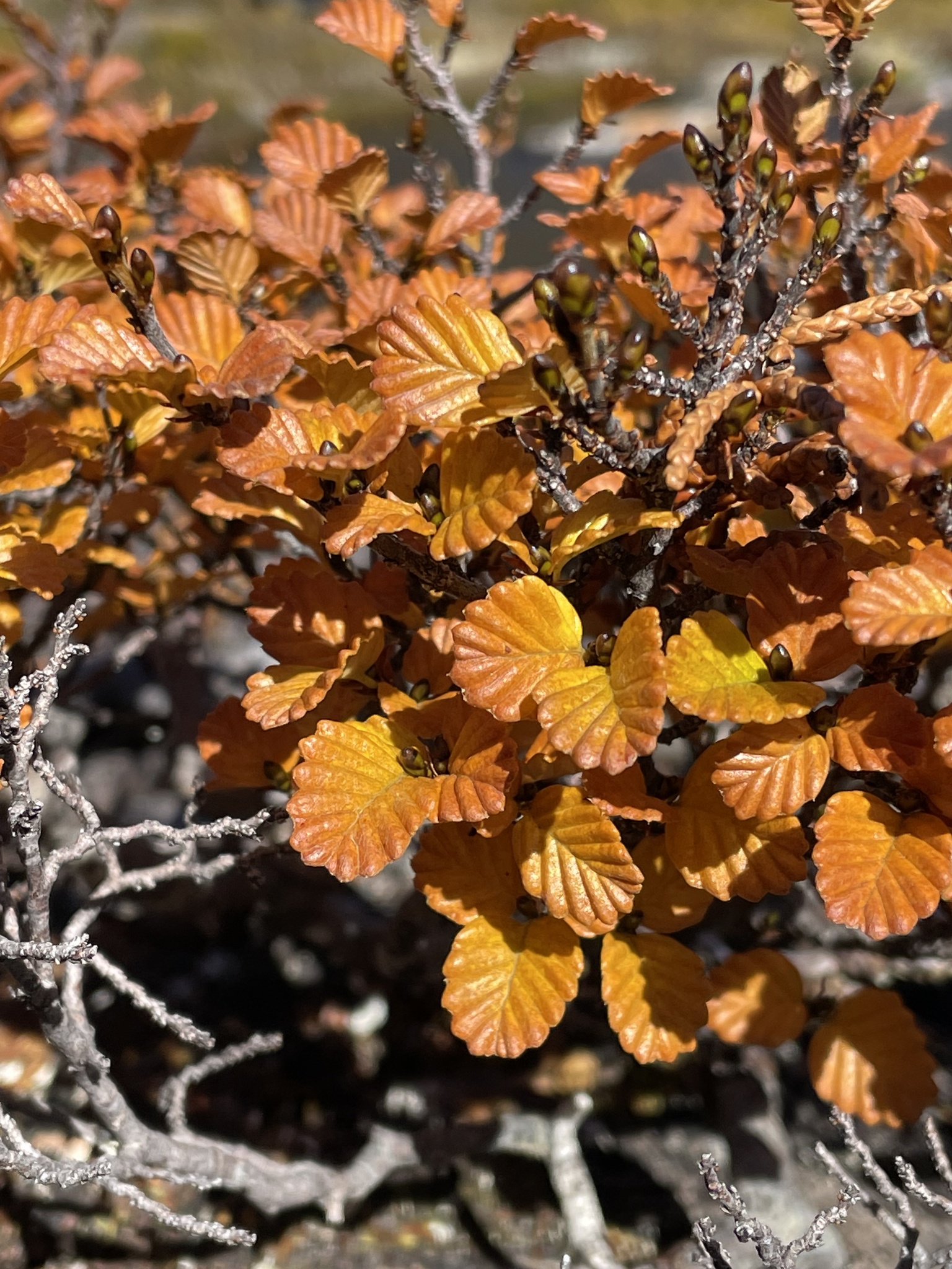 Nothofagus gunnii (Hook.f.) Oerst.