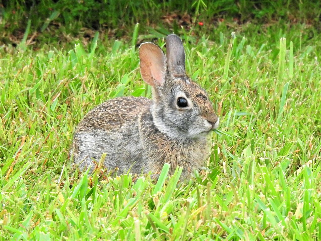 Eastern Cottontail from (west) Boynton Beach, FL, USA on April 28, 2023 ...