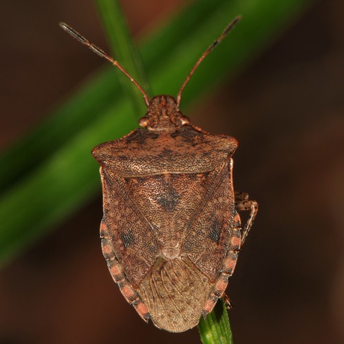 Dusky Stink Bug (Euschistus tristigmus)