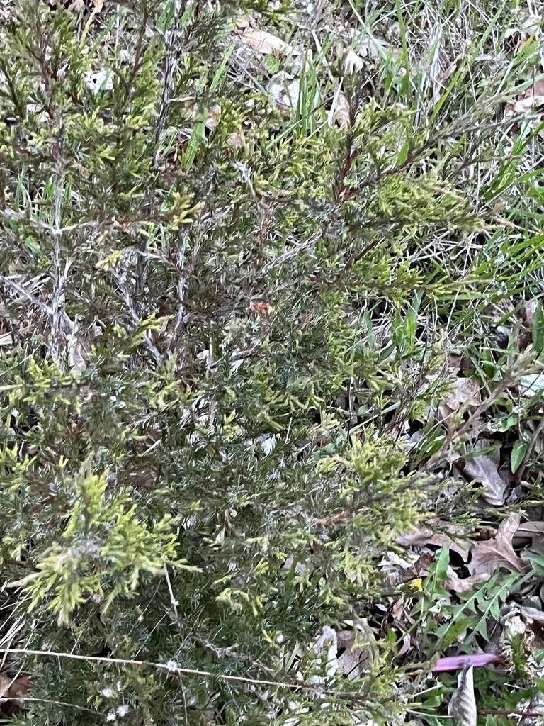 eastern redcedar from SSR-DD, Defiance, MO, US on April 28, 2023 at 07: ...