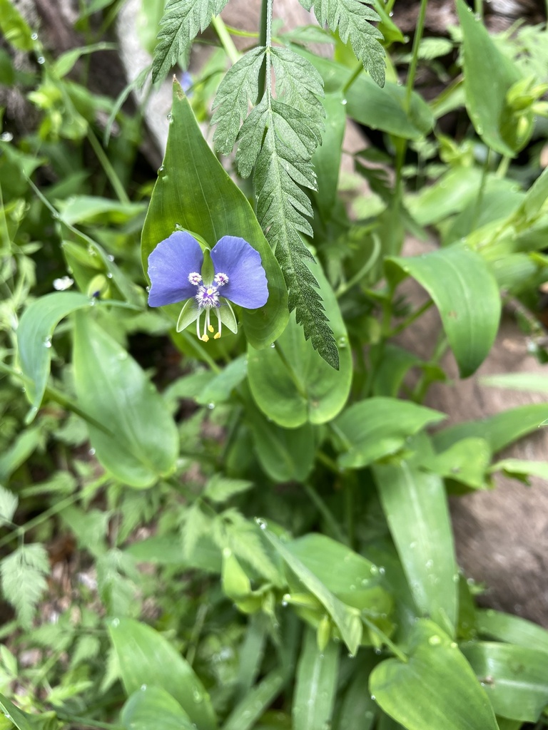 False dayflower from SH-317, Temple, TX, US on April 28, 2023 at 10:37 ...