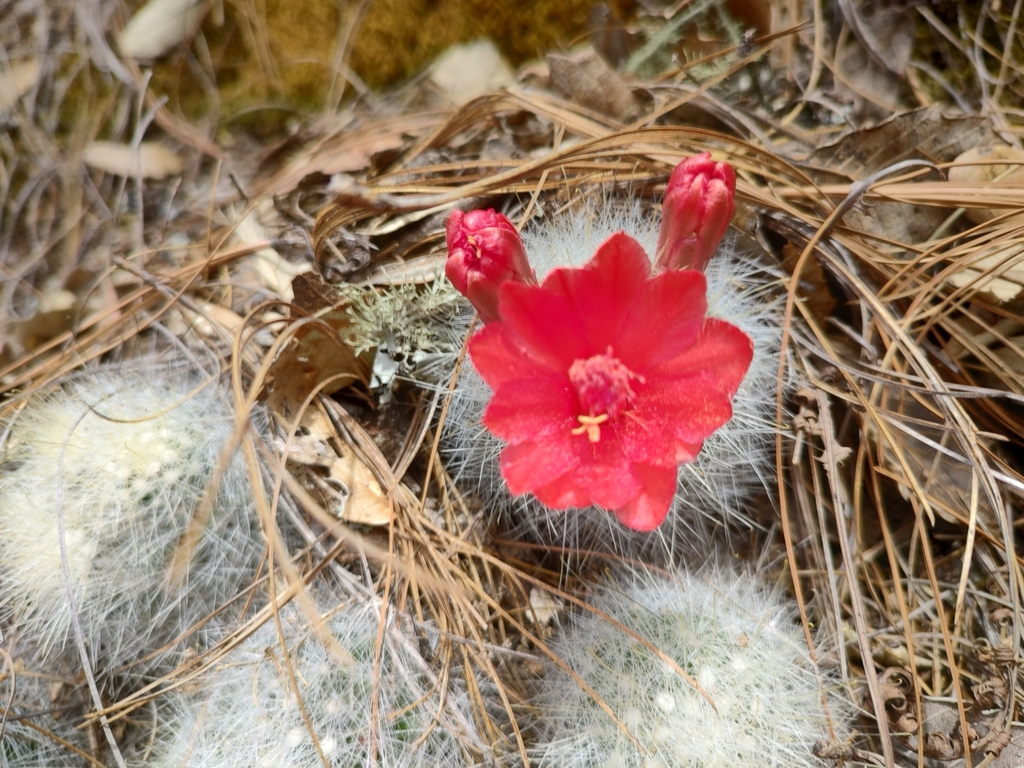 Mammillaria senilis in April 2023 by Abraham Sánchez · iNaturalist