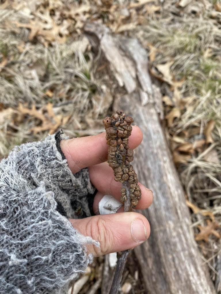 Oak Fig Gall Wasp from Allegan, MI, US on April 25, 2023 at 03:29 PM by ...