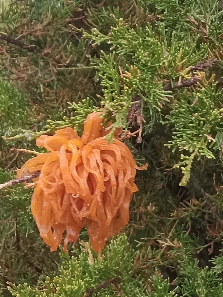 juniper-apple rust from Newington, VA, USA on April 28, 2023 at 04:33 ...