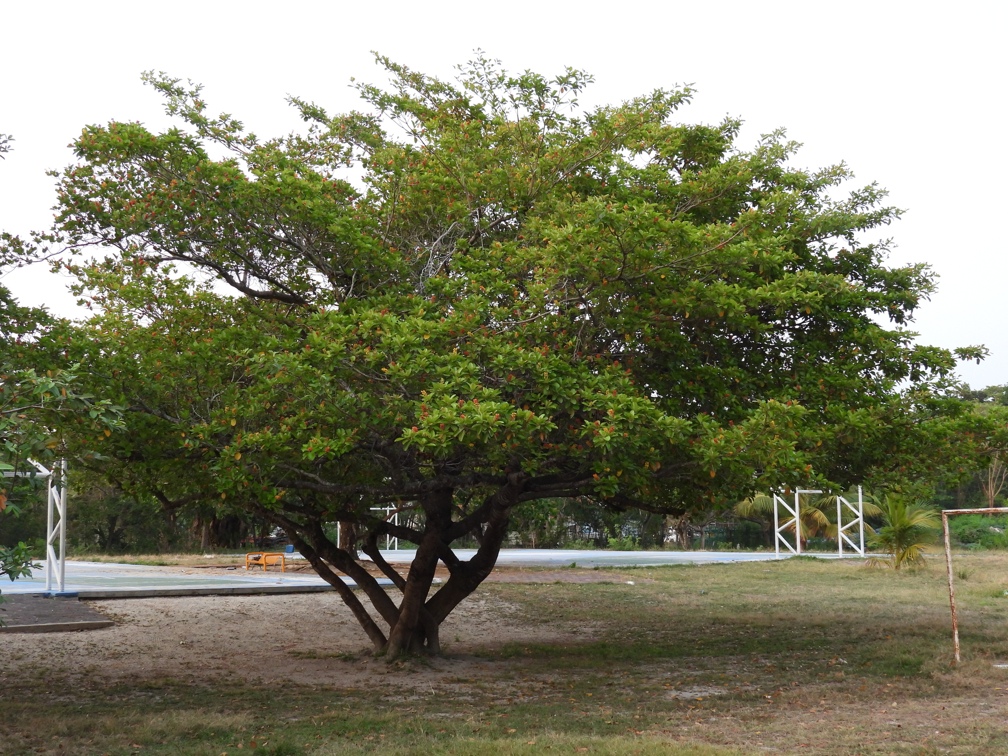 Byrsonima crassifolia (L.) Kunth