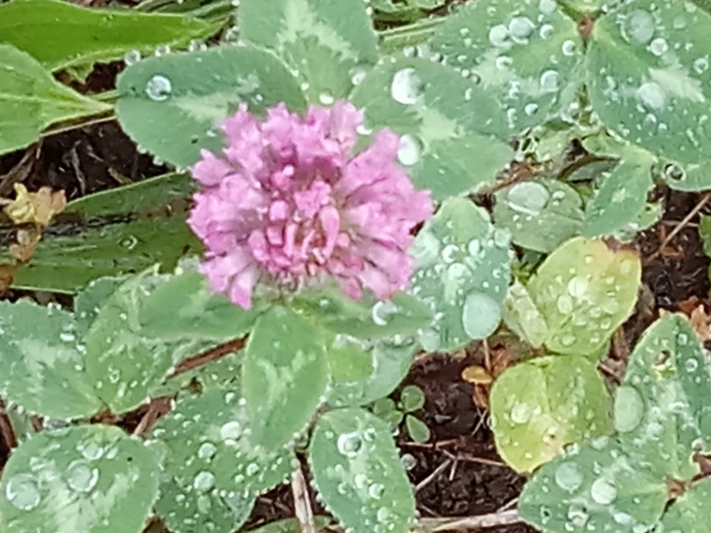 Red Clover from Fairfax County, VA, USA on April 28, 2023 at 04:35 PM ...