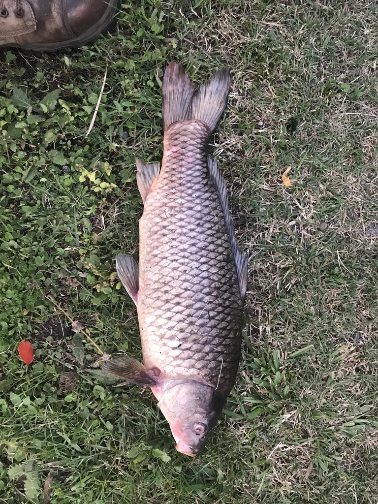 European Carp from Schmidt Rd, Eagleby, QLD, AU by Robert Livingstone ...