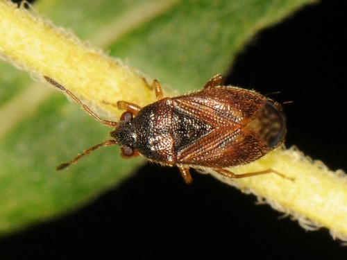 Hairy Groundbug (Stygnocoris sabulosus) · iNaturalist
