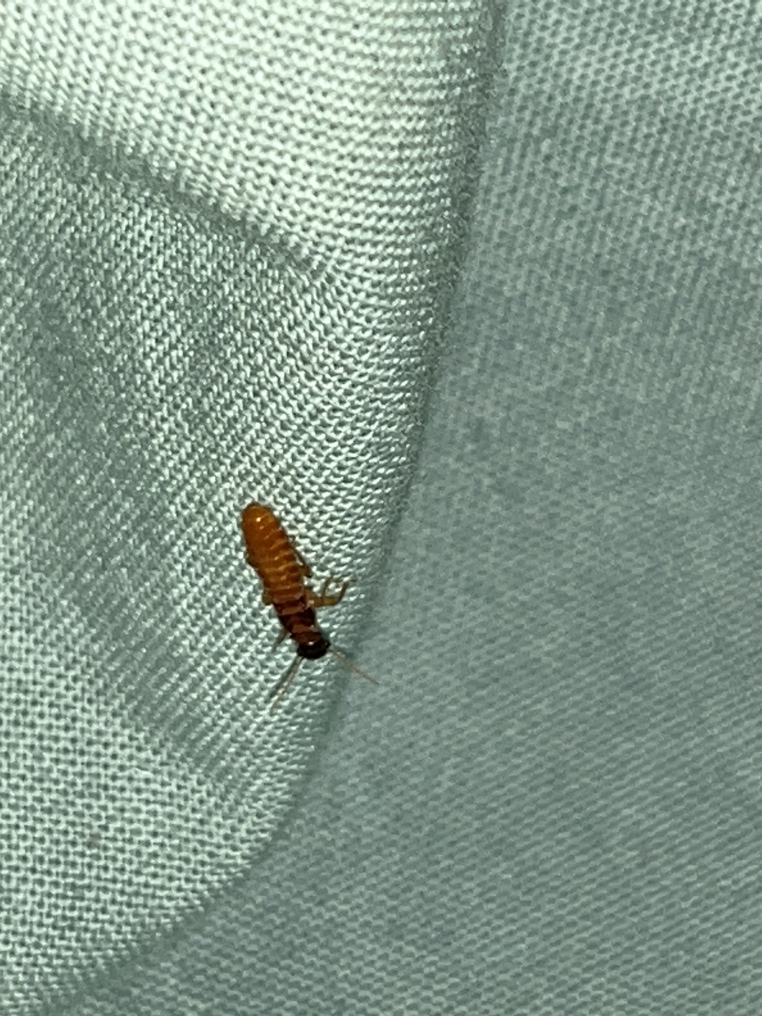 Coptotermes formosanus Shiraki, 1909